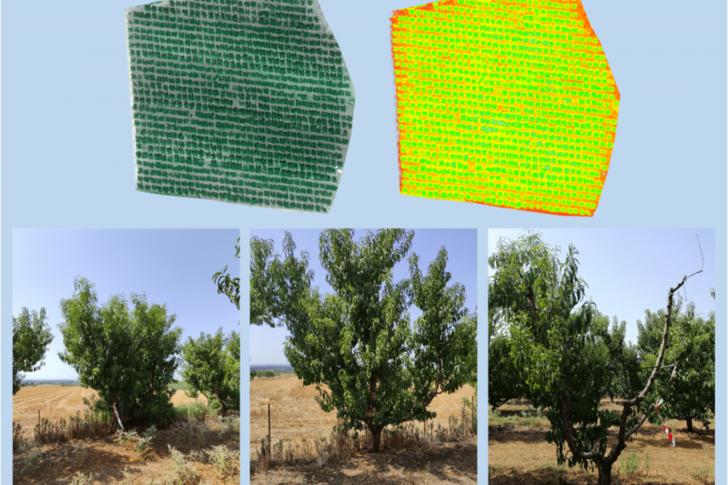 Cherry Tree Disease Detection Dataset Avada Resume